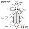 How to Play Beetle Dice Game (Bug/Cootie): Rules, Tips & Variations ...